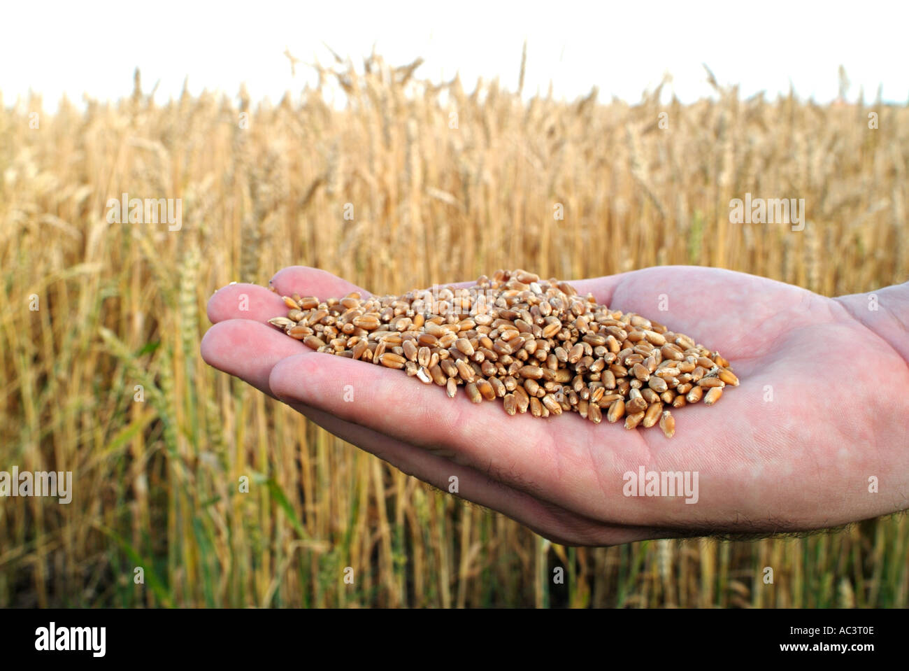 Grain in the Palm of a Hand Stock Photo - Alamy