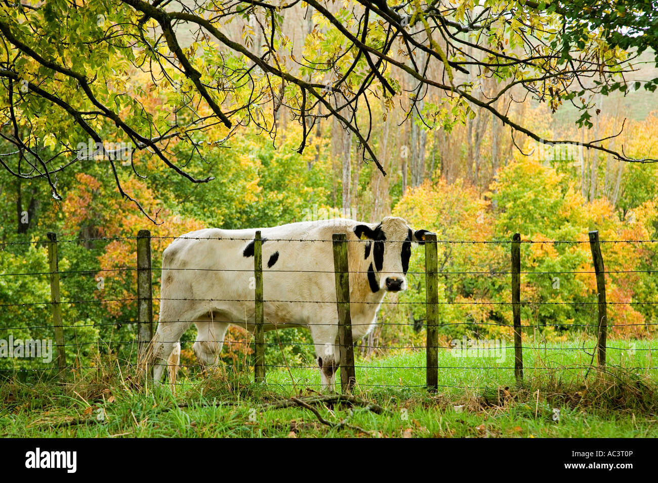 Cow and Autumn Colours and Farmland Taoroa Junction Rangitikei North ...