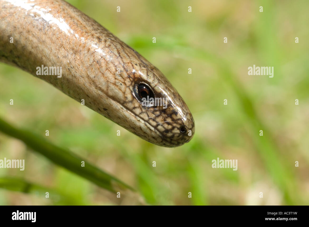 British slow worm Anguis fragilis Stock Photo - Alamy