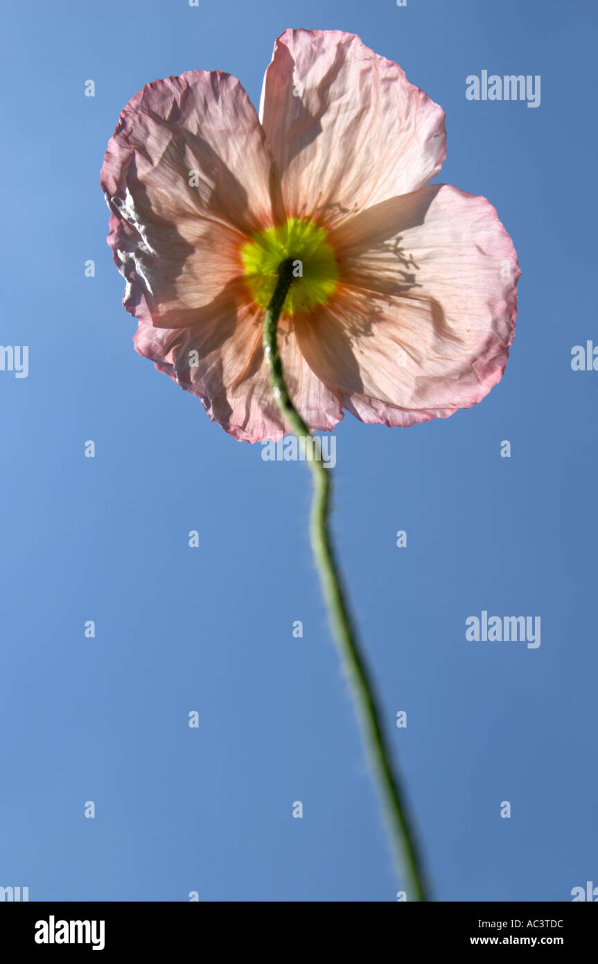 Blue poppy depth field hi-res stock photography and images - Alamy