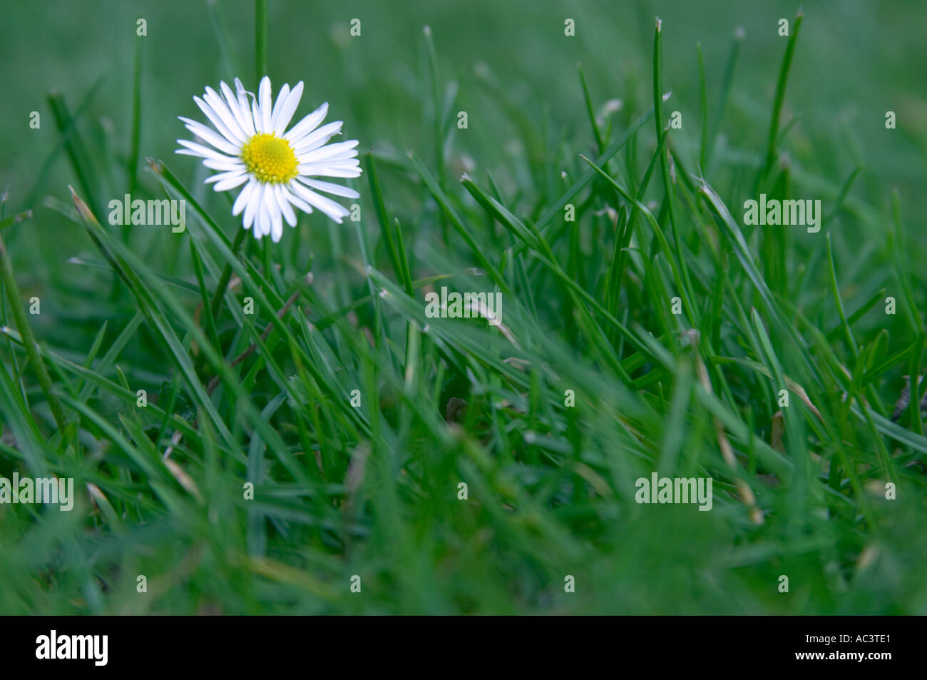 Daisy flower images free hi-res stock photography and images - Alamy