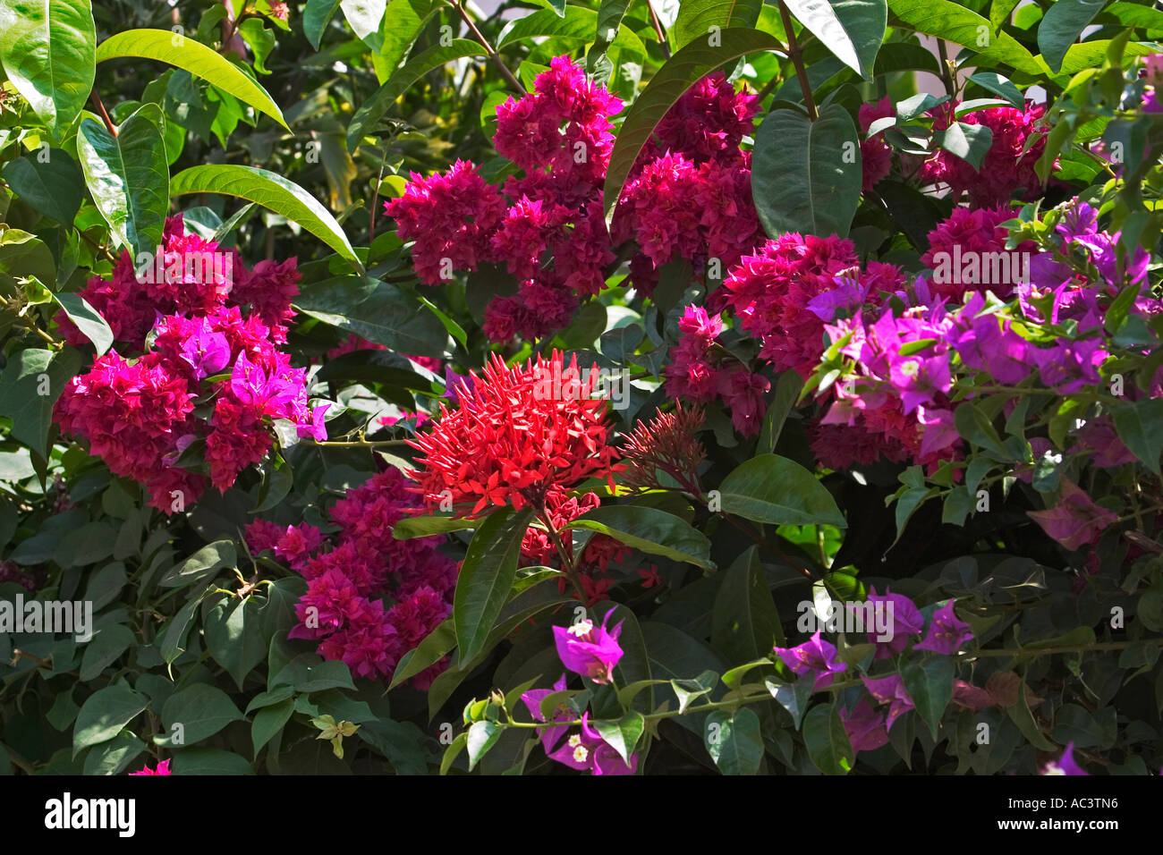 Tropical flowers, Ghana, West Africa Stock Photo - Alamy