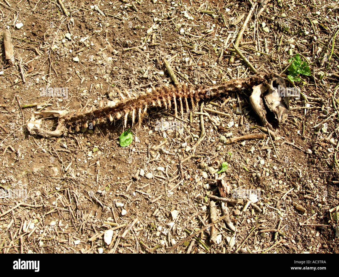Decaying animal bone hi-res stock photography and images - Alamy