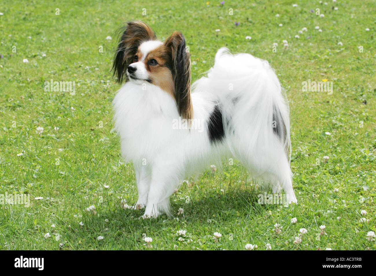 Quality bred dogs hi-res stock photography and images - Alamy