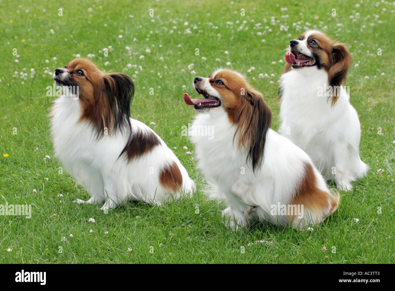 Quality bred dogs hi-res stock photography and images - Alamy