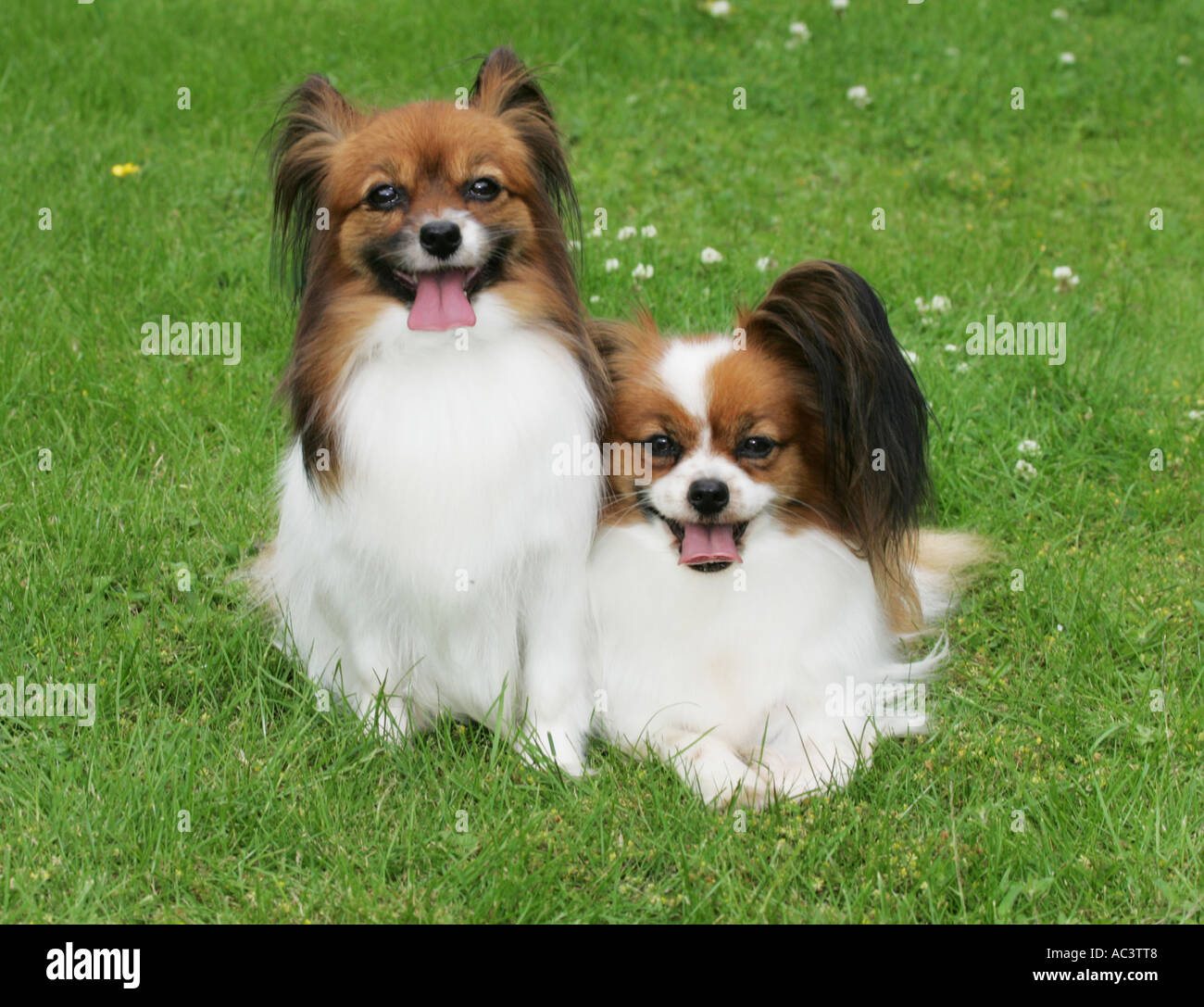 Quality bred dogs hi-res stock photography and images - Alamy