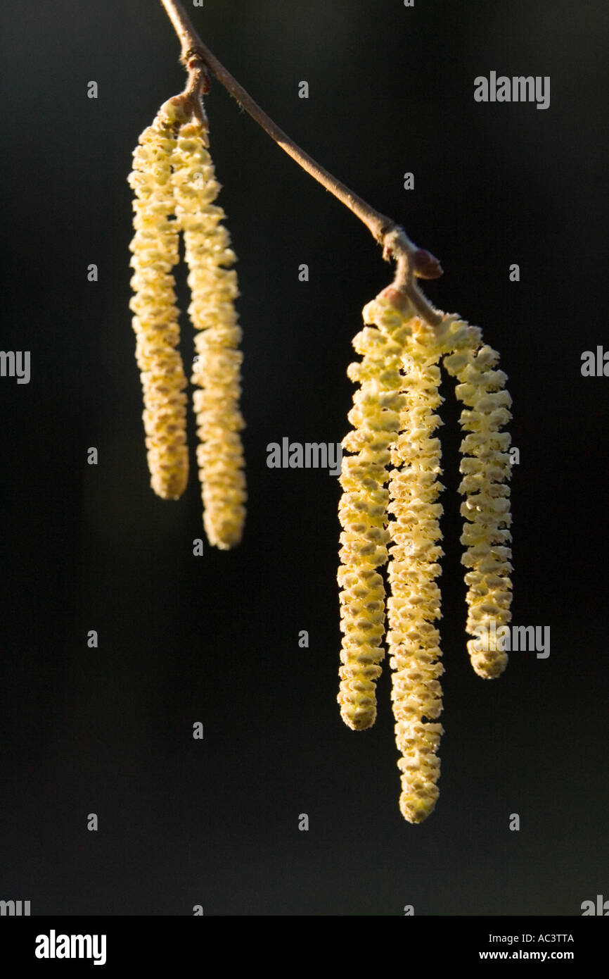 catkins on hazel tree Stock Photo - Alamy