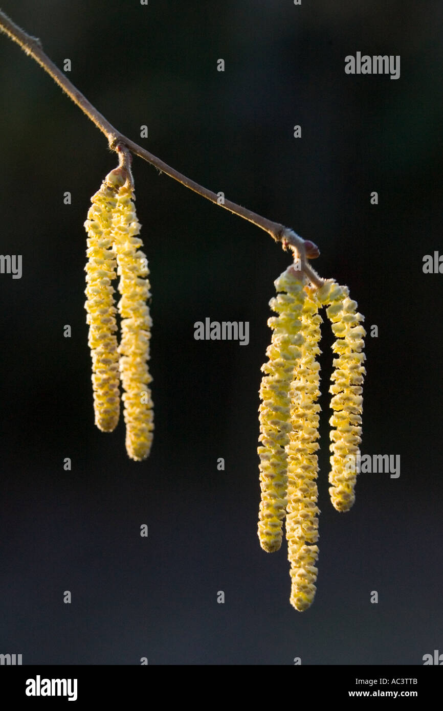 catkins on hazel tree Stock Photo - Alamy