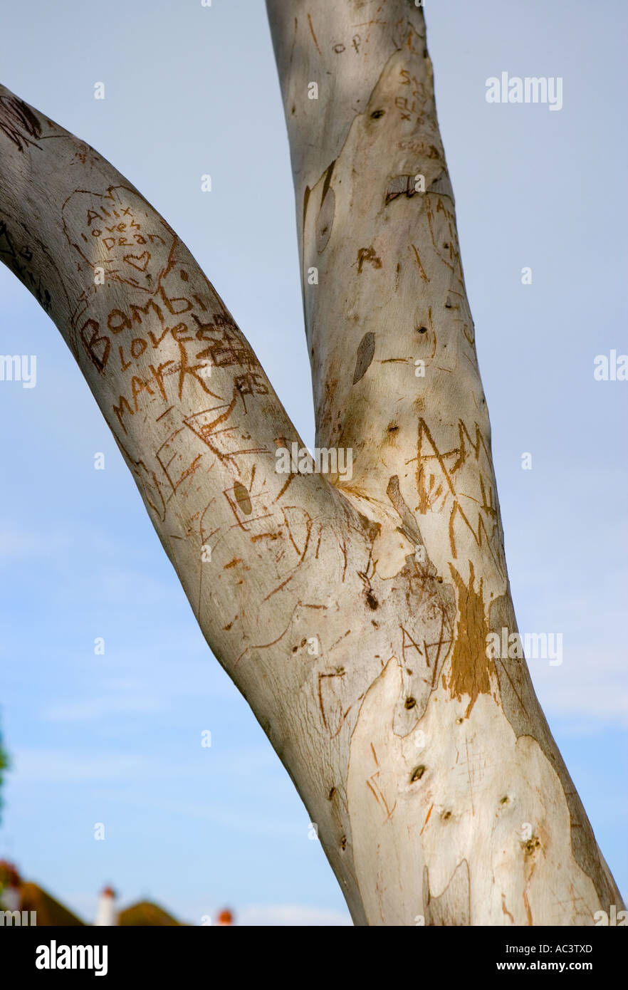 Graffiti carved into trees hi-res stock photography and images - Alamy