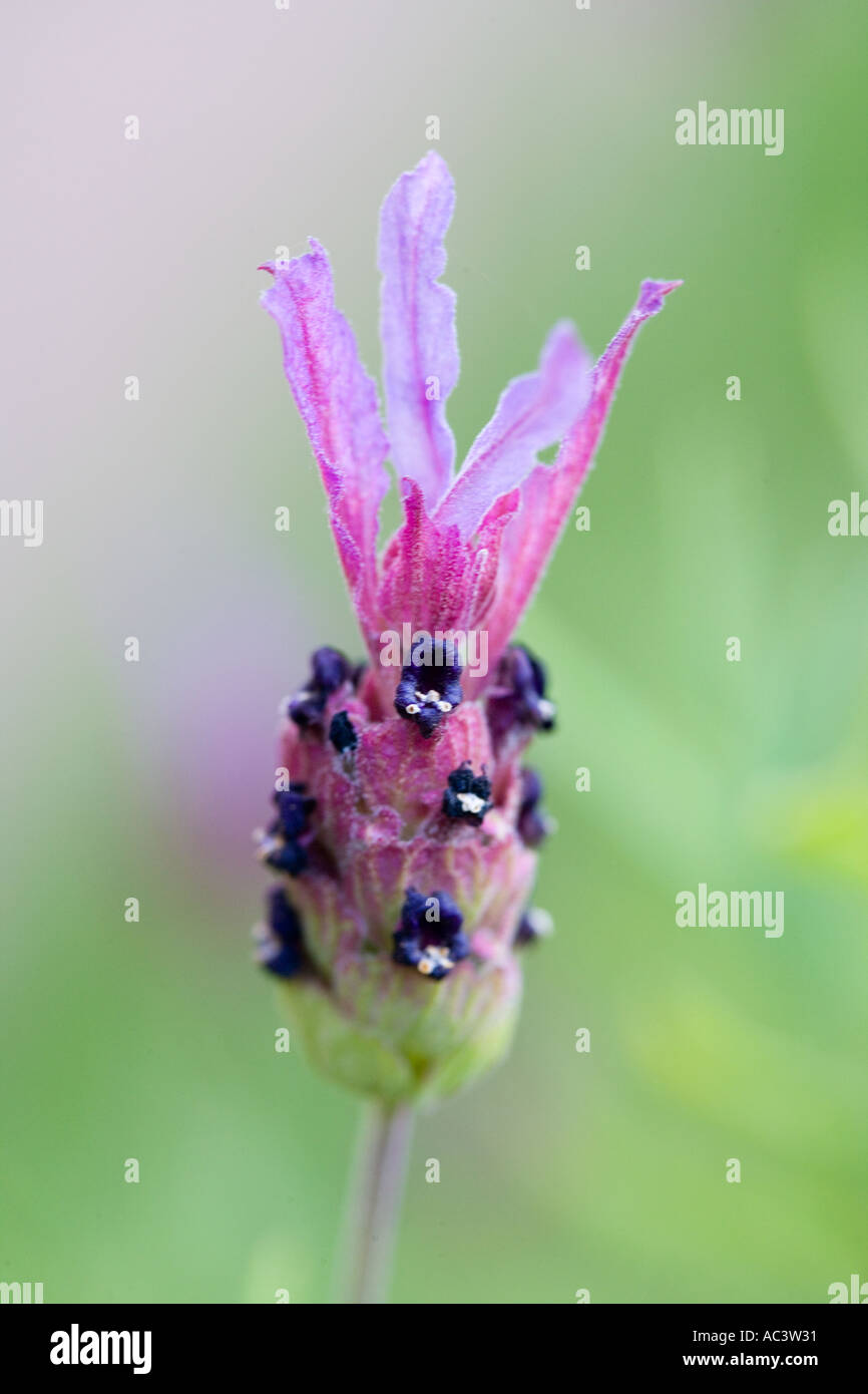 Papillion hi-res stock photography and images - Alamy