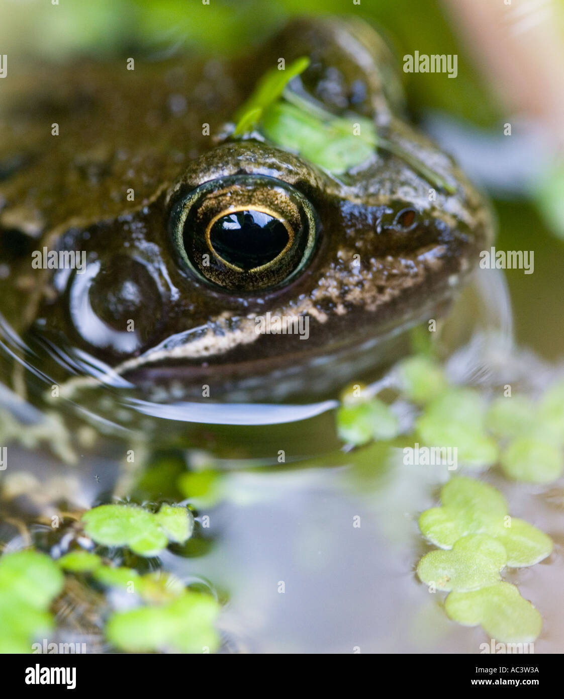 Frog weed pond hi-res stock photography and images - Alamy