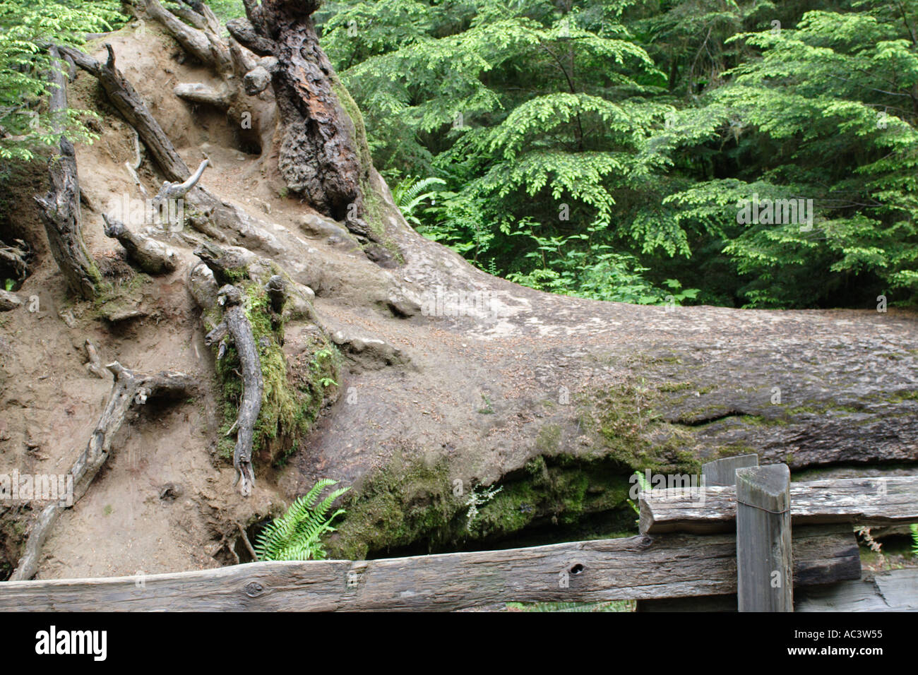 Cathedral Grove MacMillan Provincial Park BC Canada Stock Photo - Alamy