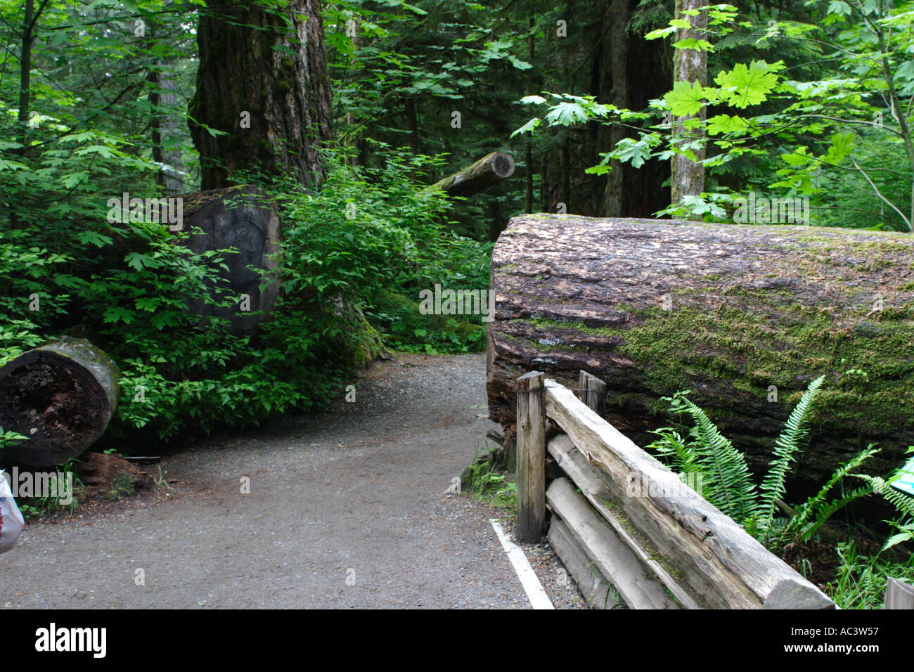 Cathedral Grove MacMillan Provincial Park BC Canada Stock Photo - Alamy
