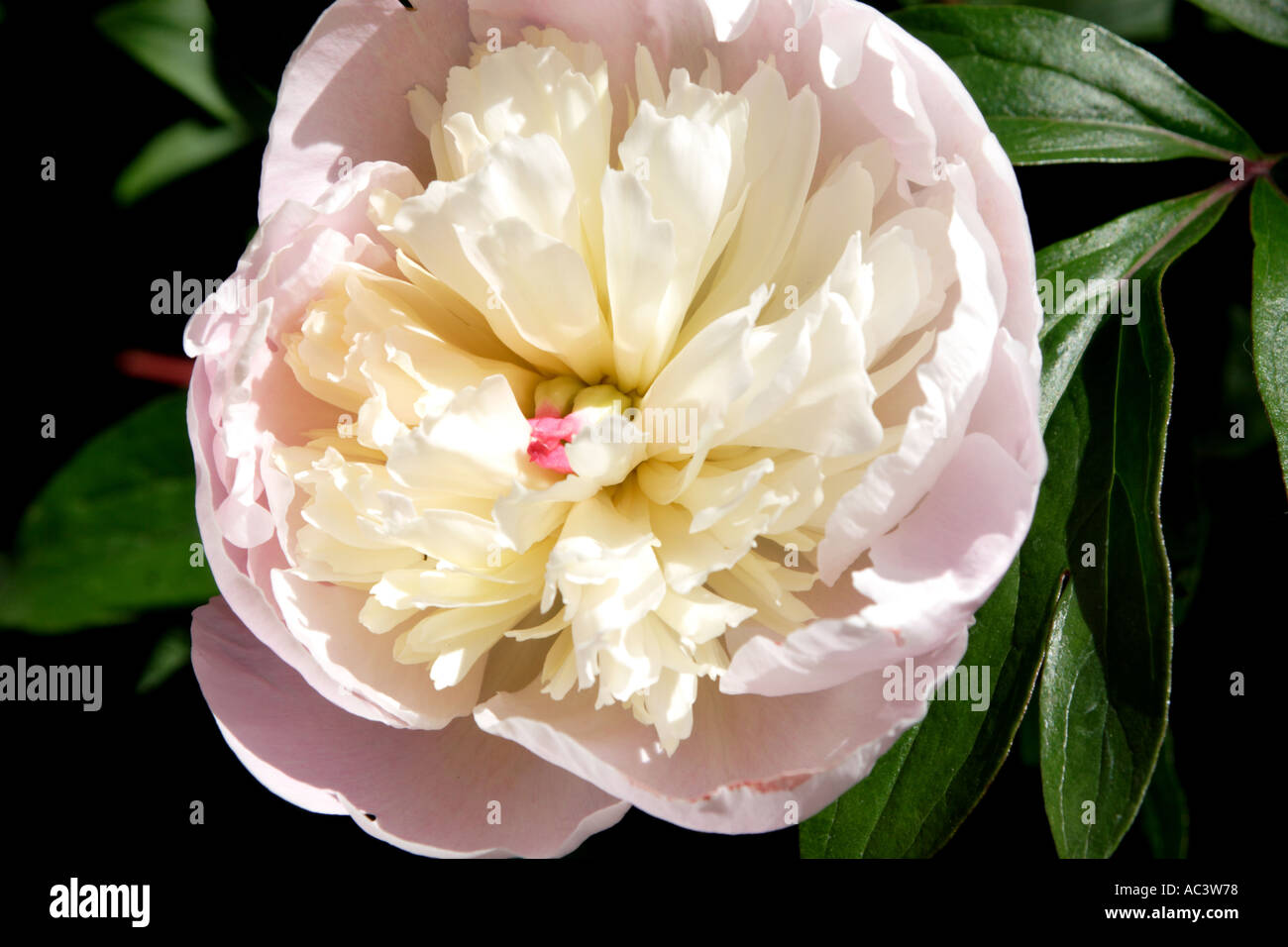 Whitish pink petals hi-res stock photography and images - Alamy