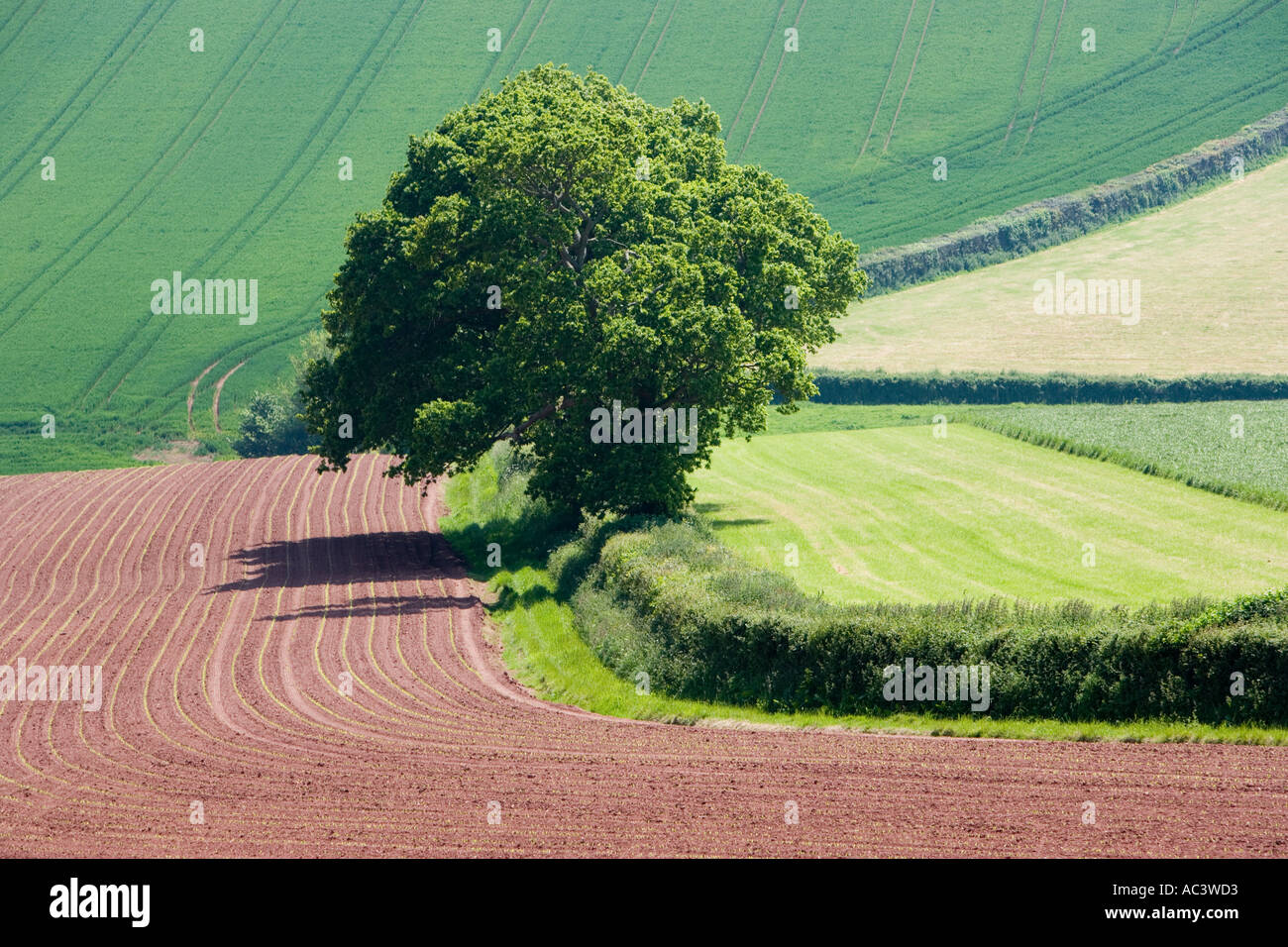Oak tree in ploughed field with red Devon soil Stock Photo - Alamy
