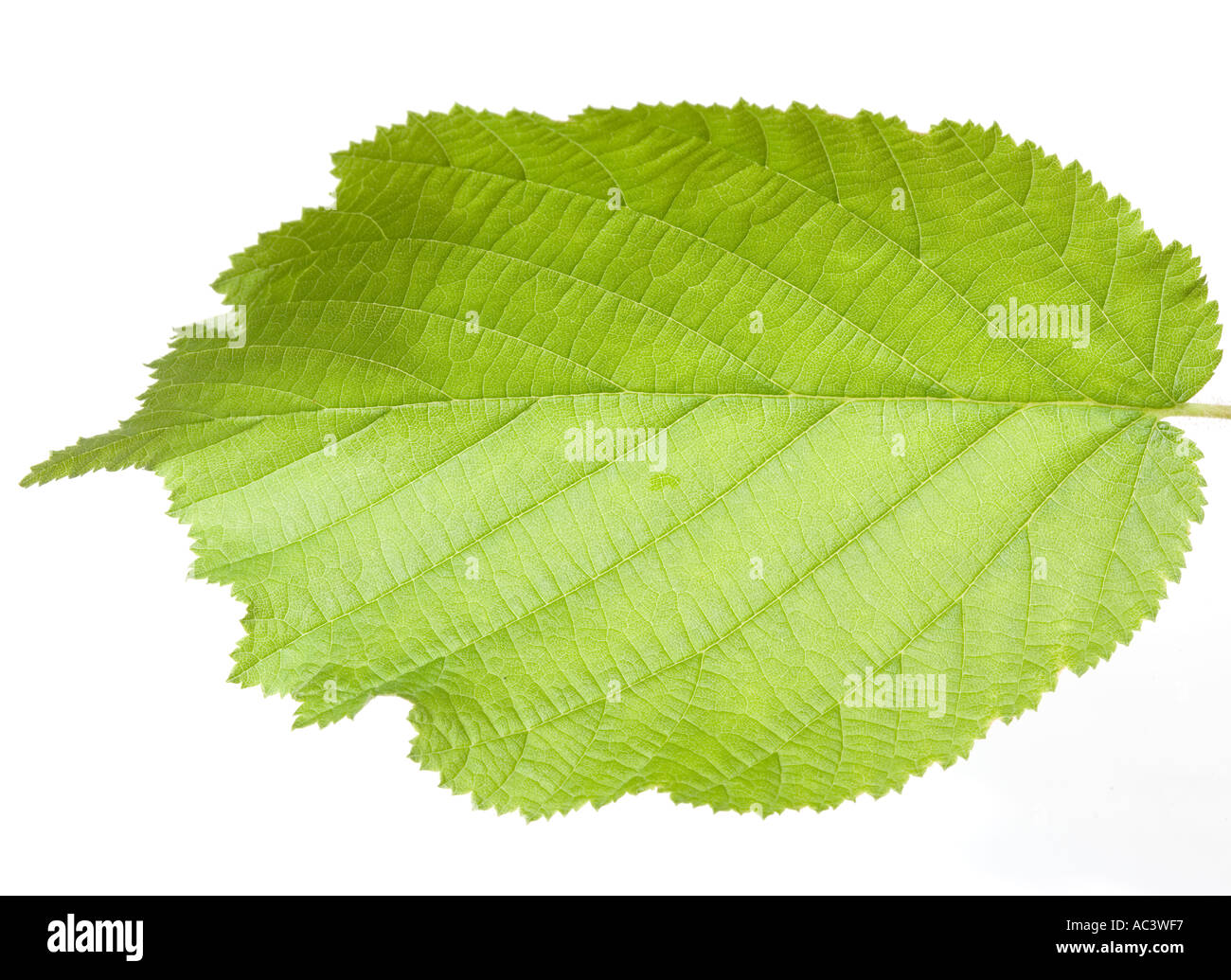 Hazel leaf hi-res stock photography and images - Alamy