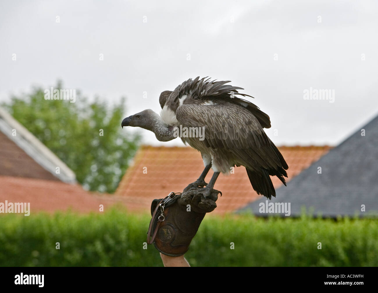 Vulture on handlers gloved hand in france eu Stock Photo - Alamy