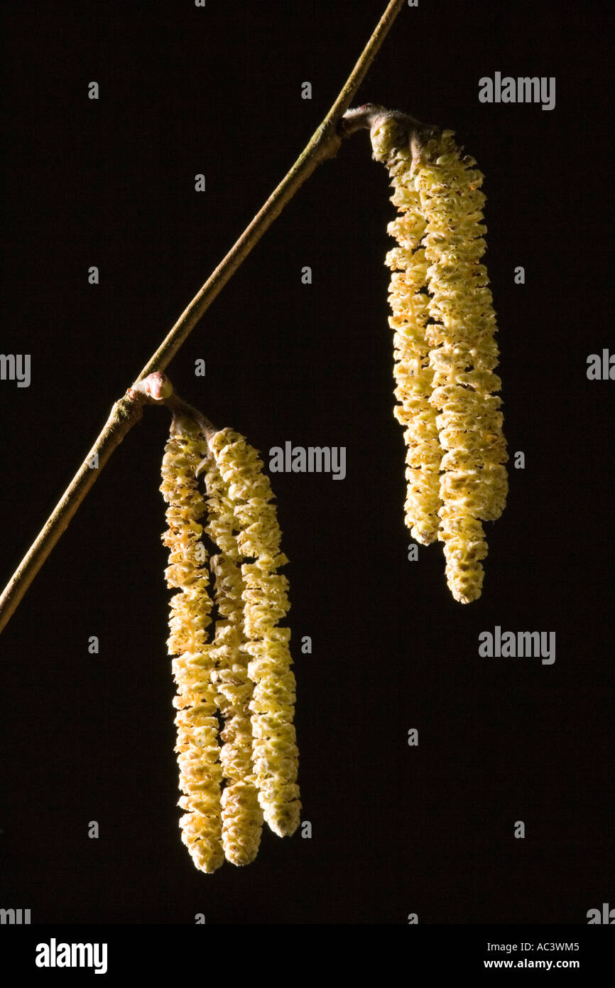 catkins on hazel tree Stock Photo - Alamy