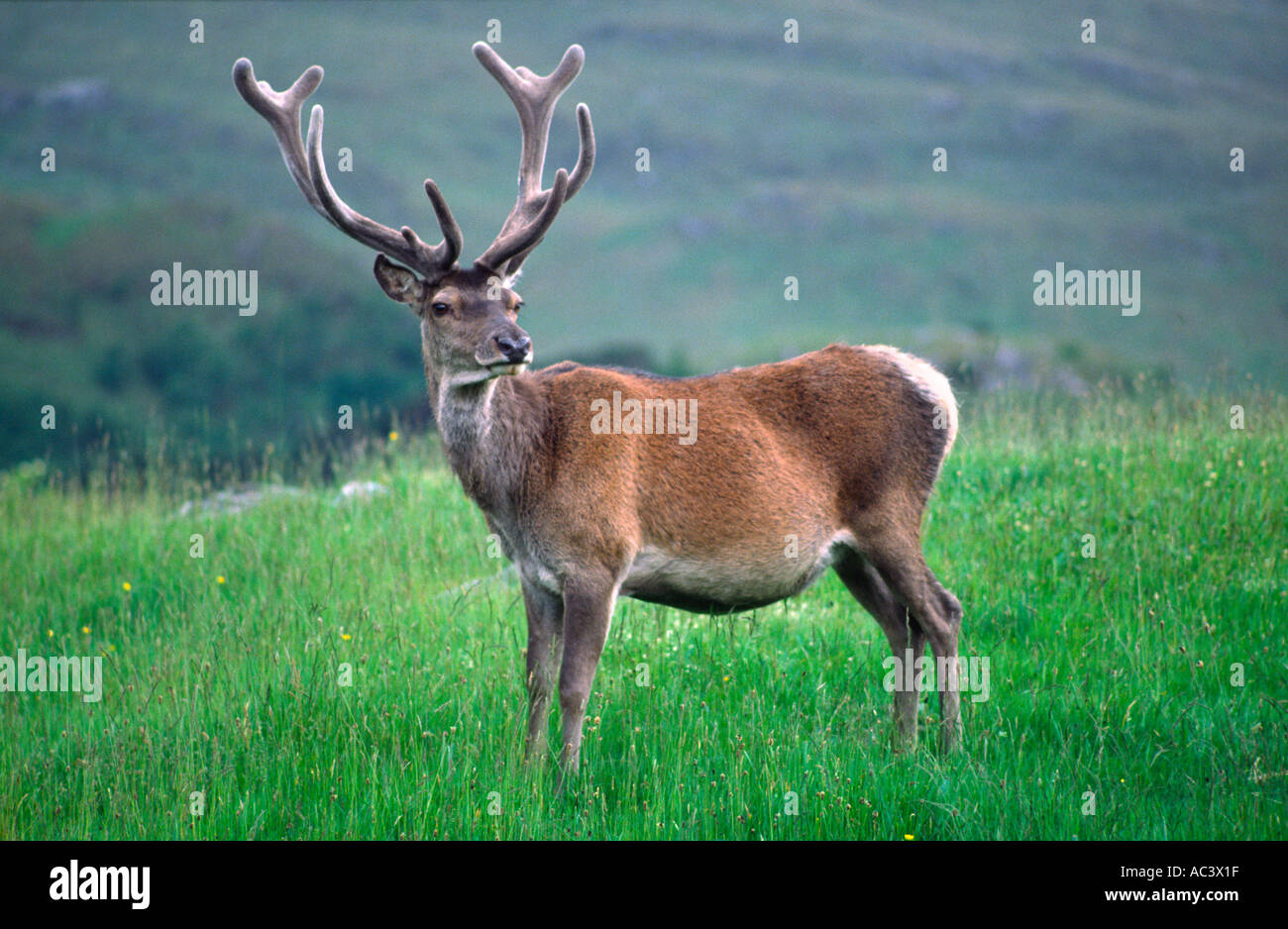 Single red deer hi-res stock photography and images - Alamy