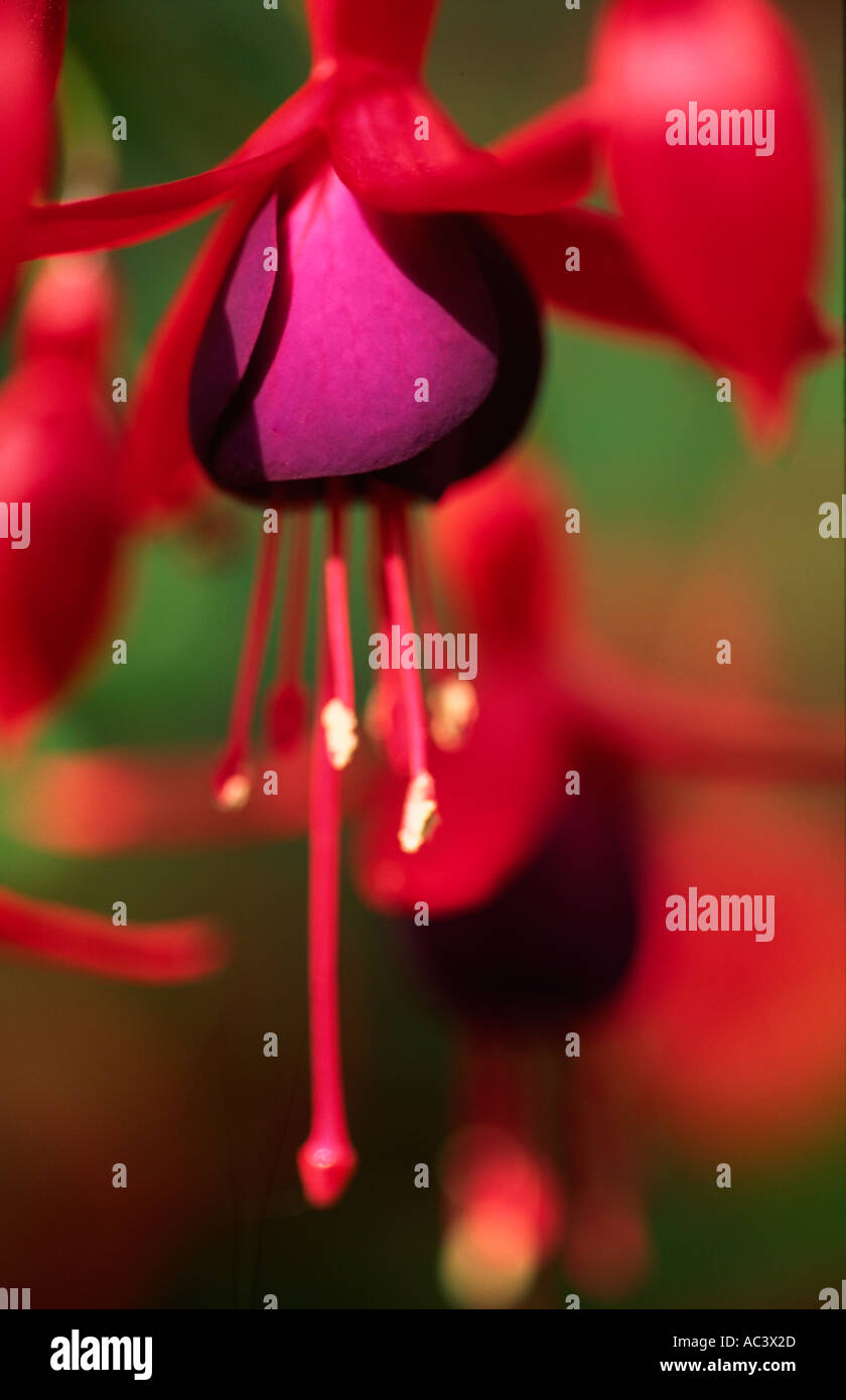 Popple hi-res stock photography and images - Alamy