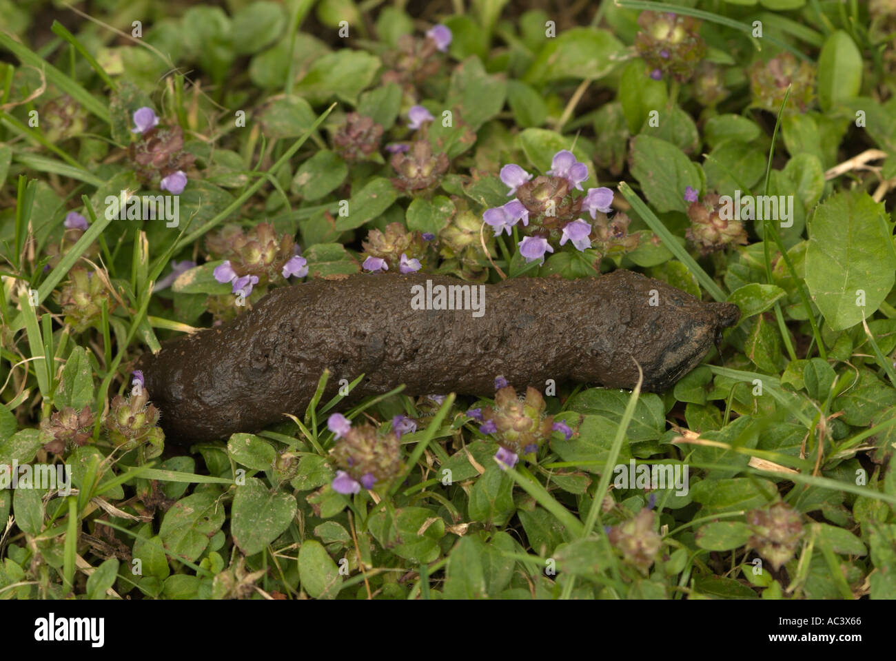 Red Fox Vulpes vulpes Dropping Stock Photo - Alamy