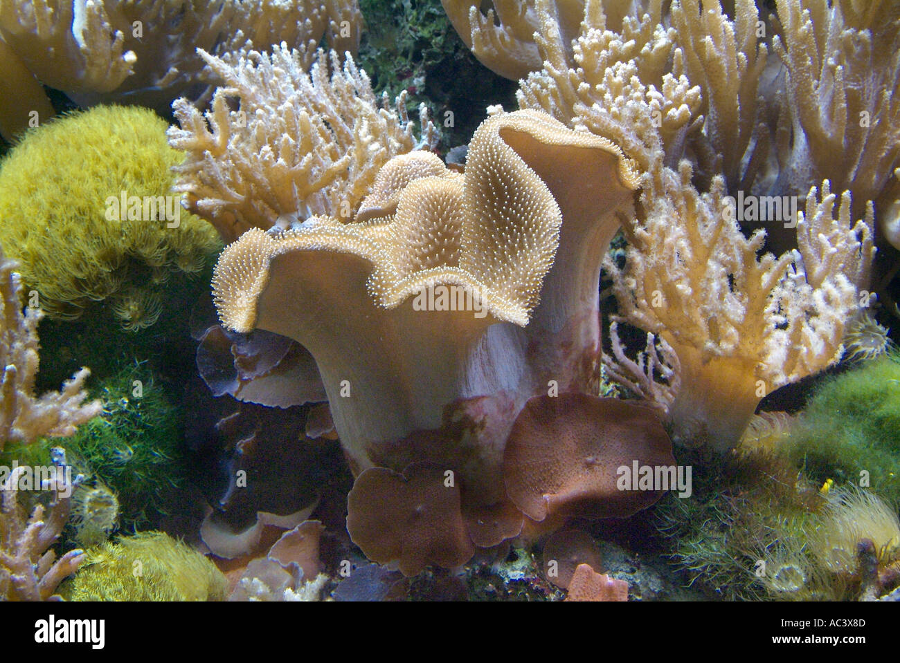 Its tank chester zoo hi-res stock photography and images - Alamy