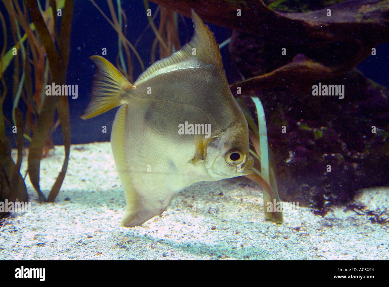Tropical fish aquarium Chester zoo Cheshire UK GB EU Europe Stock Photo ...