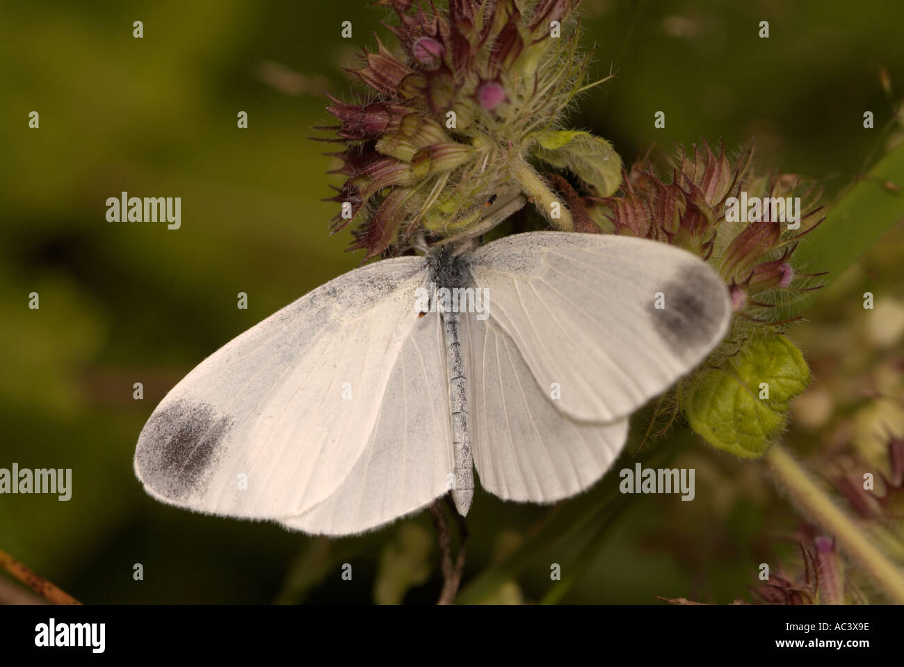 Leptidea sinapsis hi-res stock photography and images - Alamy