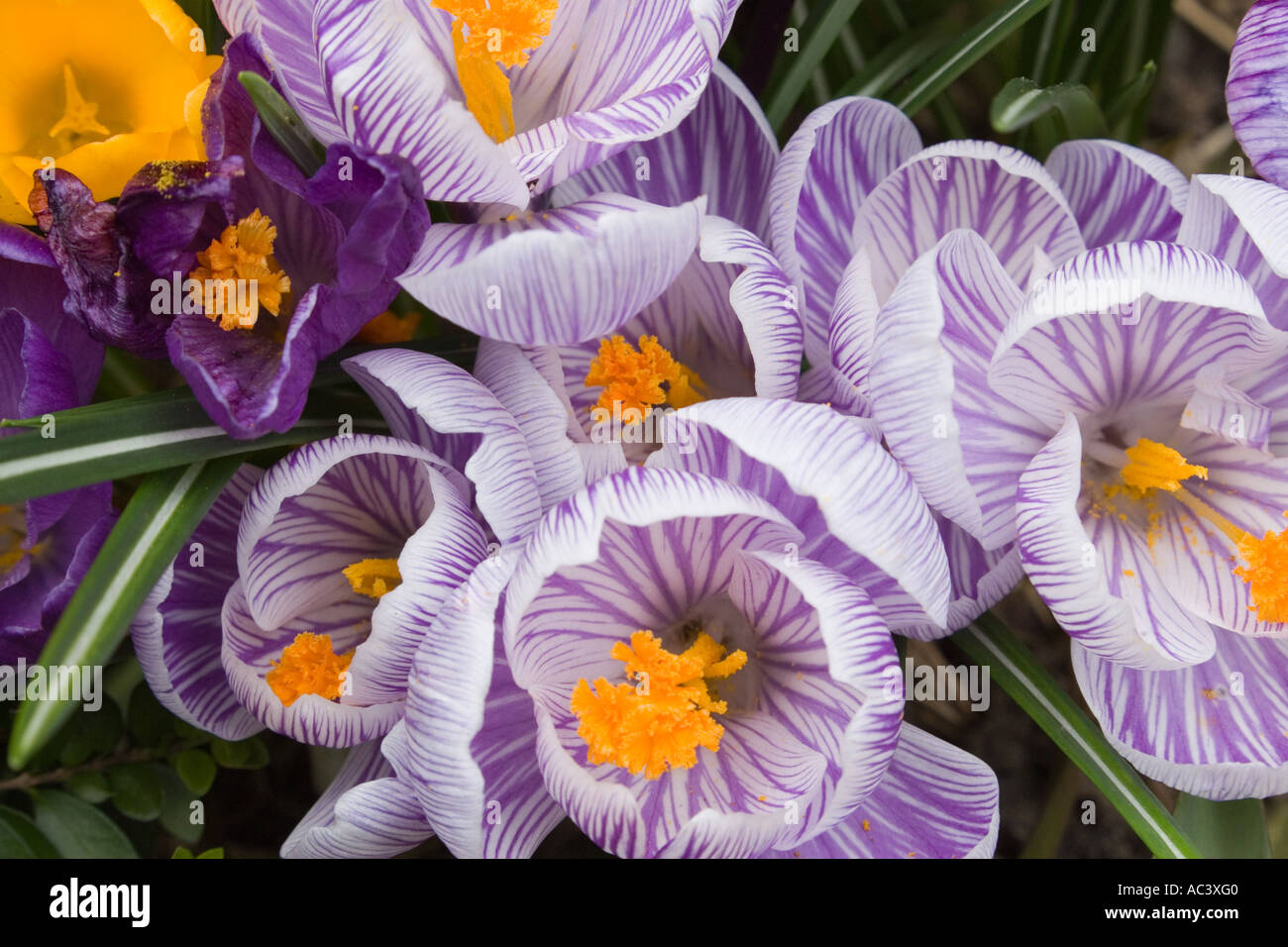 crocus flowers in Spring Stock Photo - Alamy