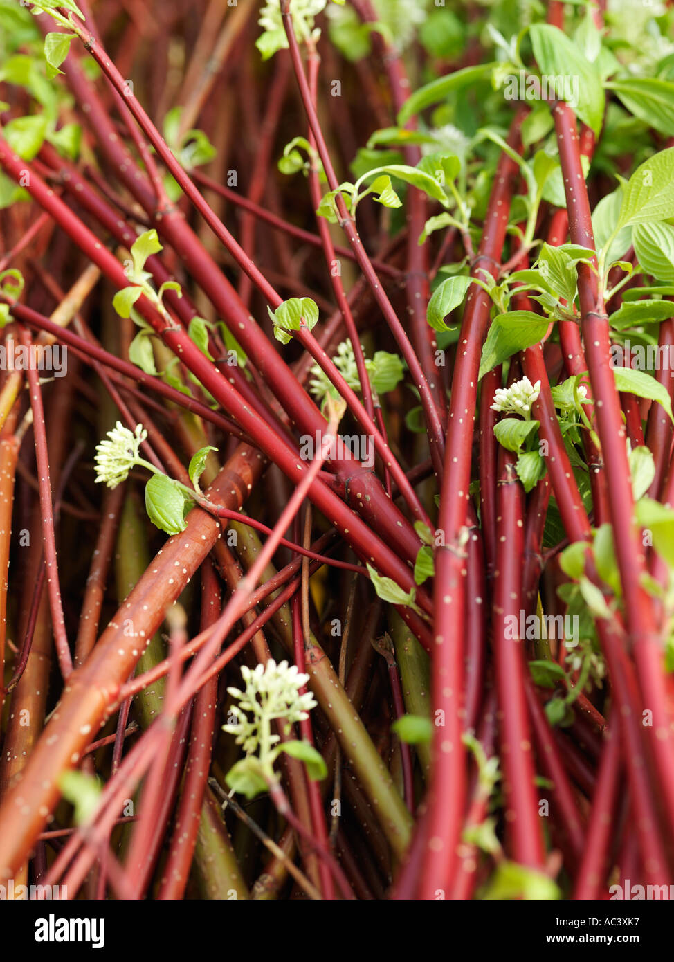 Cornus stolonifera hi-res stock photography and images - Alamy