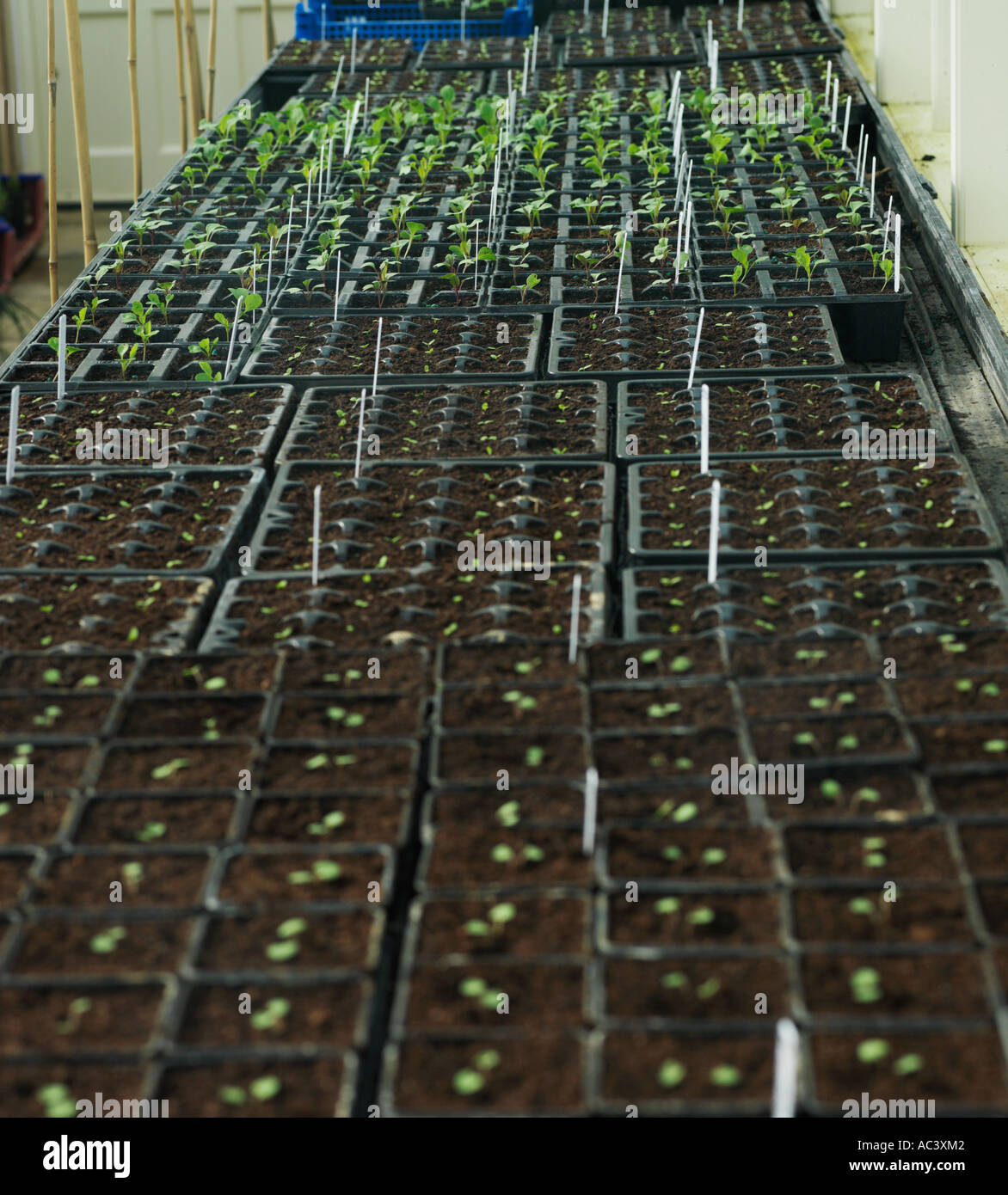 Seedlings in a Potting Shed Stock Photo - Alamy