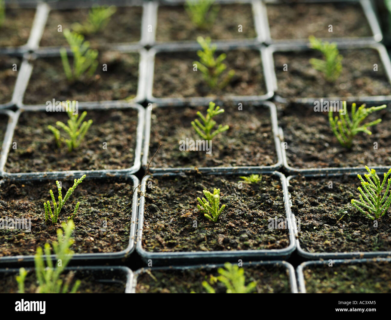 Pine seed germination hi-res stock photography and images - Alamy