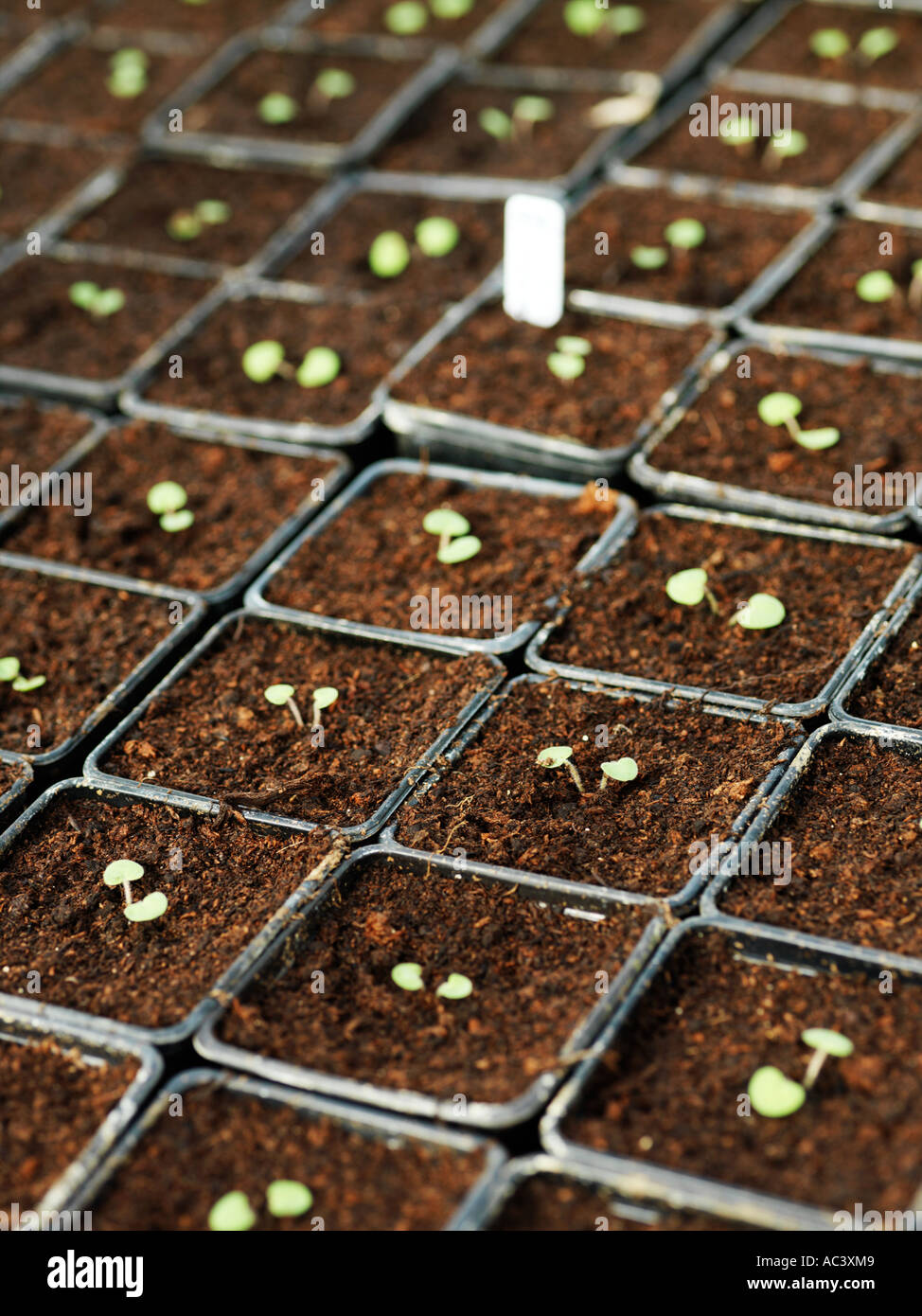 Pots for seedlings hi-res stock photography and images - Alamy