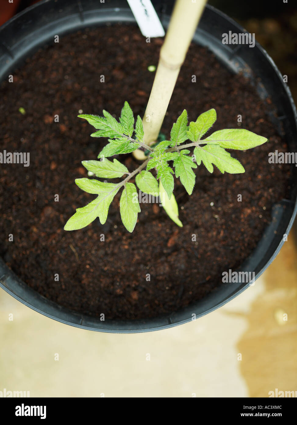 Single Seedling in a Pot Stock Photo - Alamy