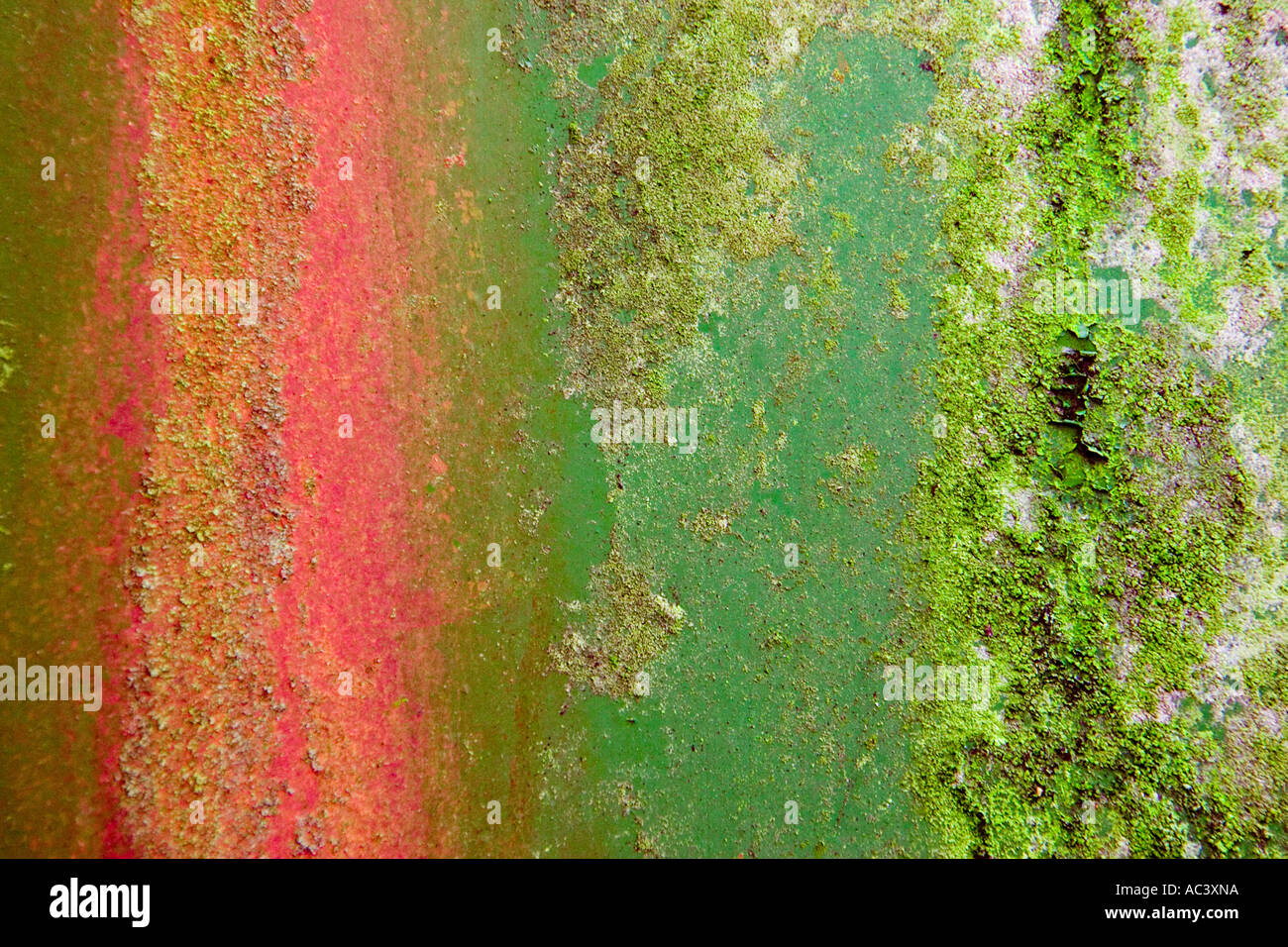 colourful textured pattern of rust and algae on steel sheeting Stock ...