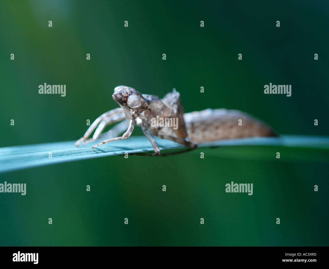 Dragonfly life cycle hi-res stock photography and images - Alamy