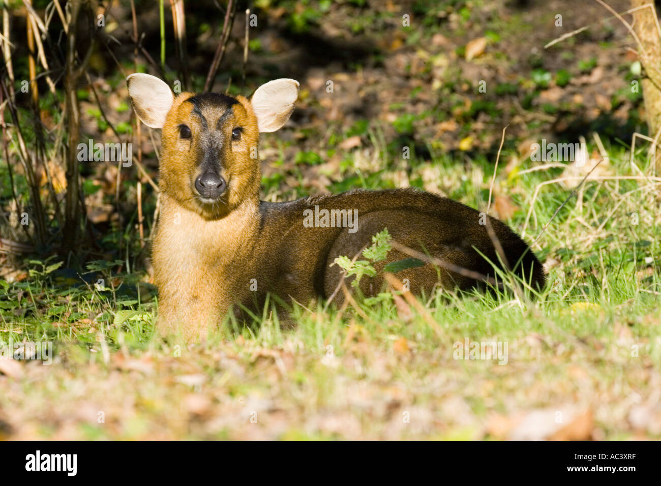 Suffolk uk deer hi-res stock photography and images - Alamy