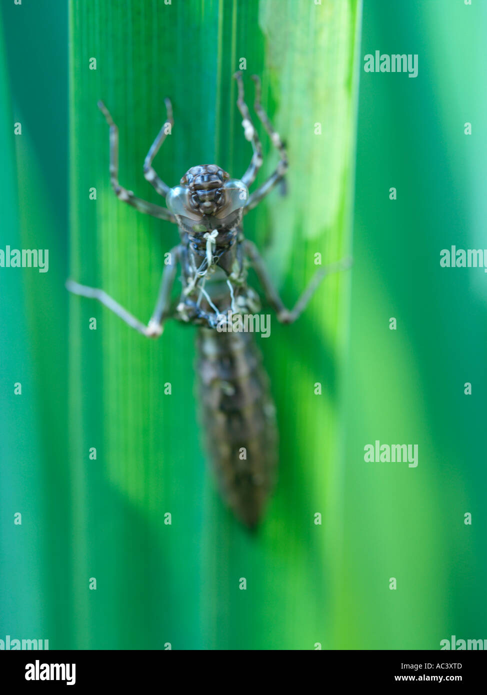 Dragonfly life cycle hi-res stock photography and images - Alamy