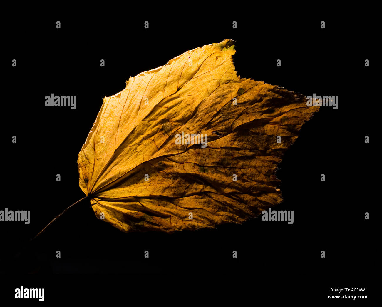 autumn/fall leaf backlit showing the structure detail and intense ...
