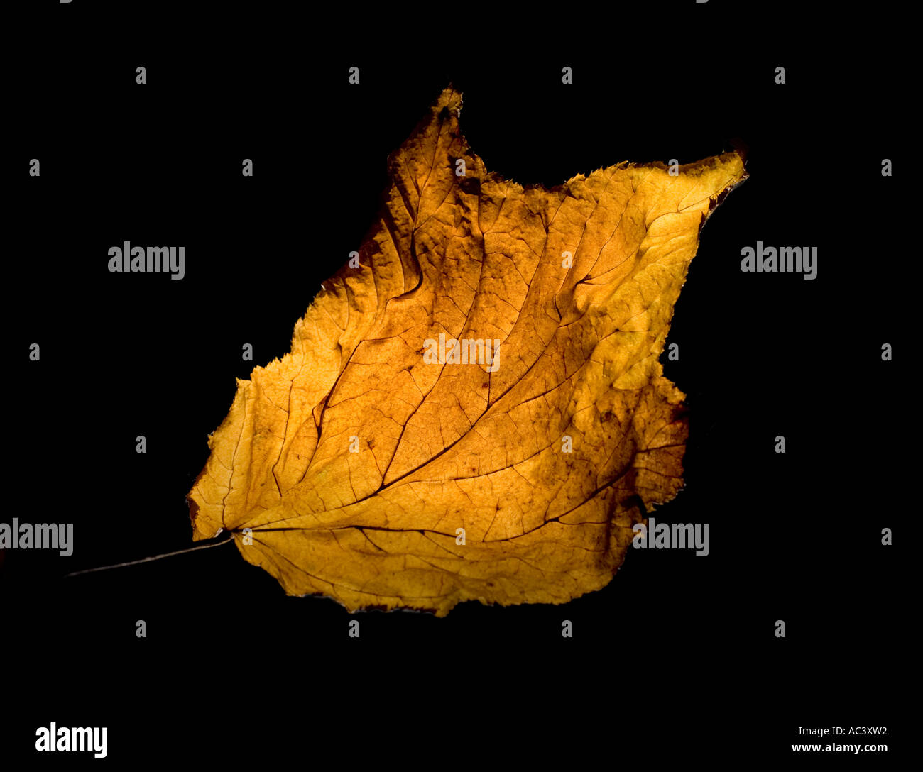 autumn/fall leaf backlit showing the structure detail and intense ...
