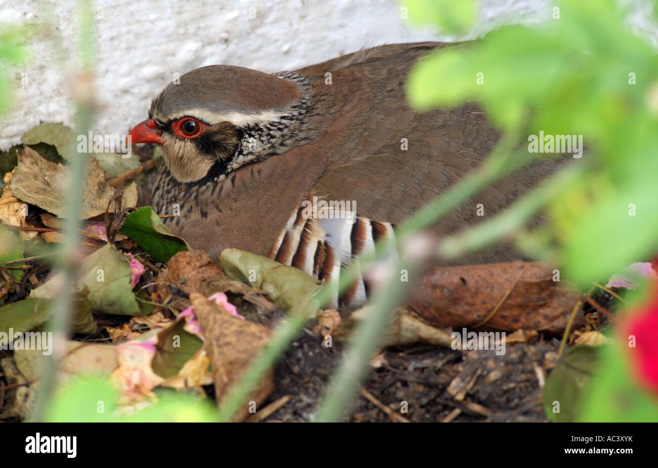 Red legged Partridge sitting on nest. Alectoris rufa Stock Photo - Alamy