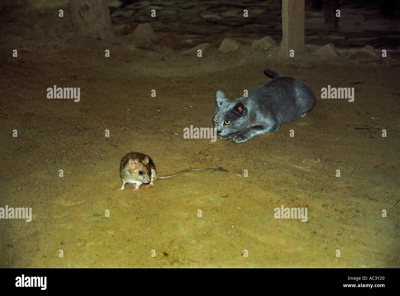 Cat carrying a mouse hi-res stock photography and images - Alamy