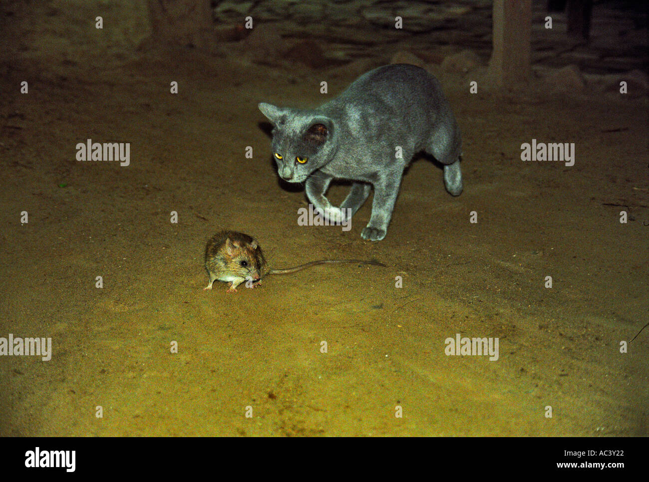 A cat and a mouse into a fight Stock Photo - Alamy