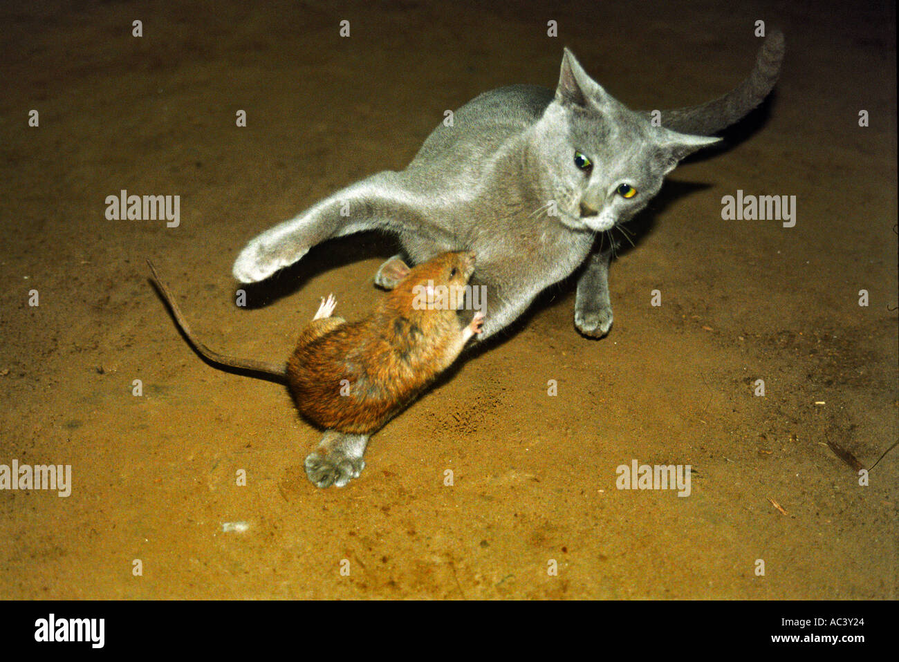 Cat carrying a mouse hi-res stock photography and images - Alamy