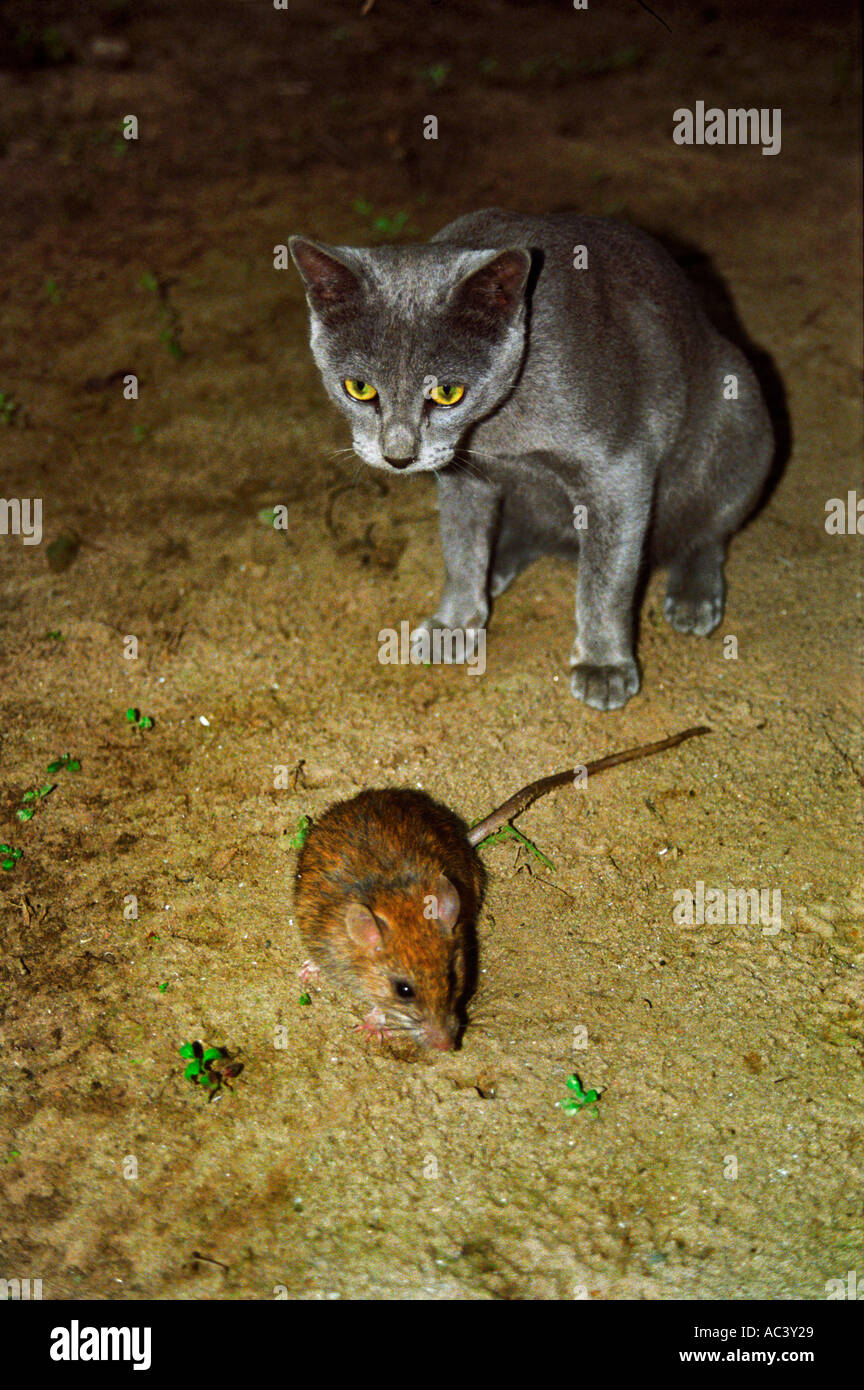Cat carrying mouse hi-res stock photography and images - Alamy