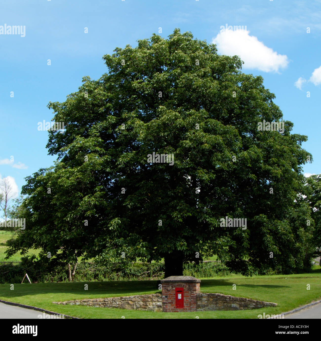 Horse Chestnut tree and red letterbox on the village green at Ilmington ...