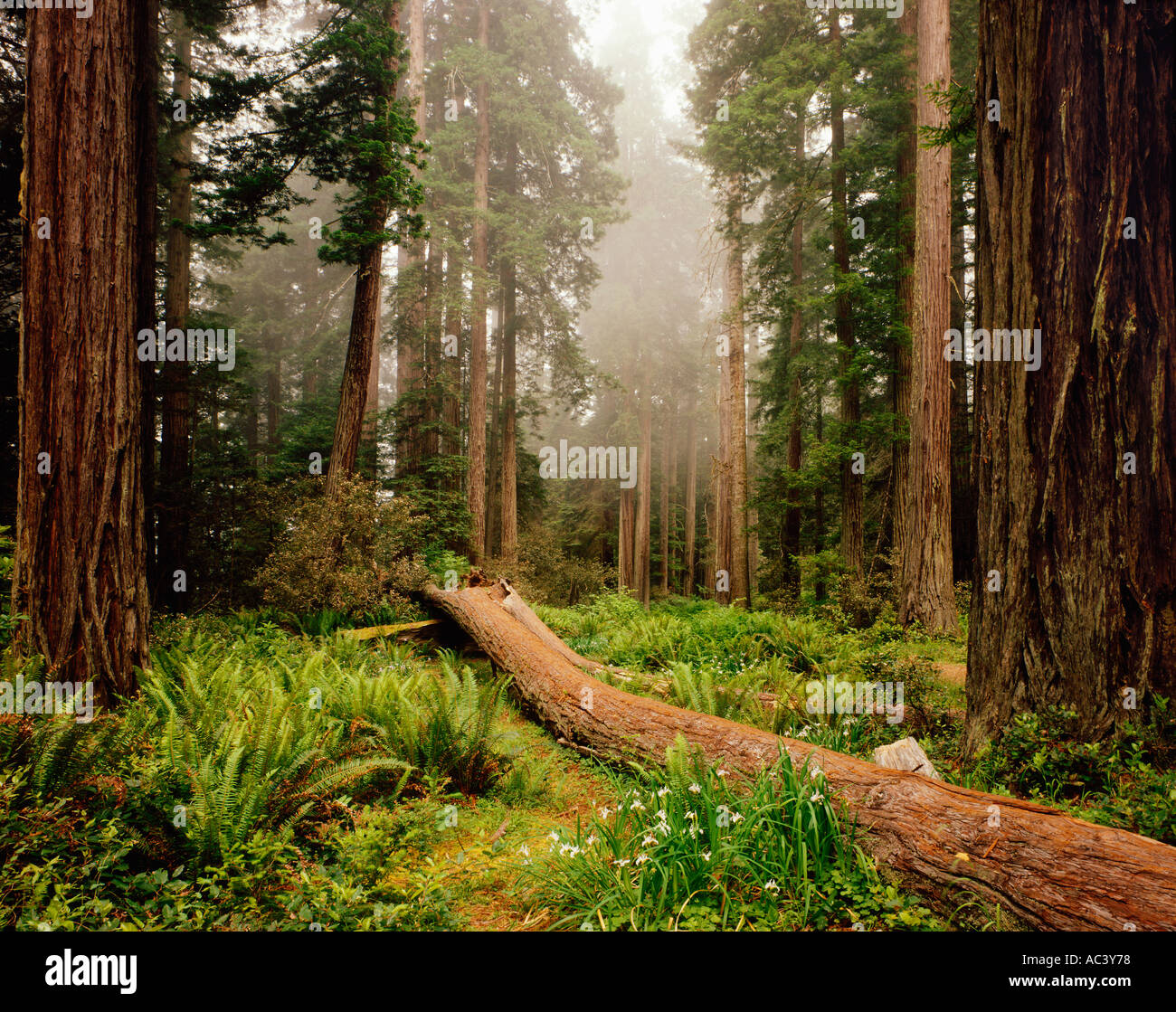 Nurse Log High Resolution Stock Photography and Images - Alamy