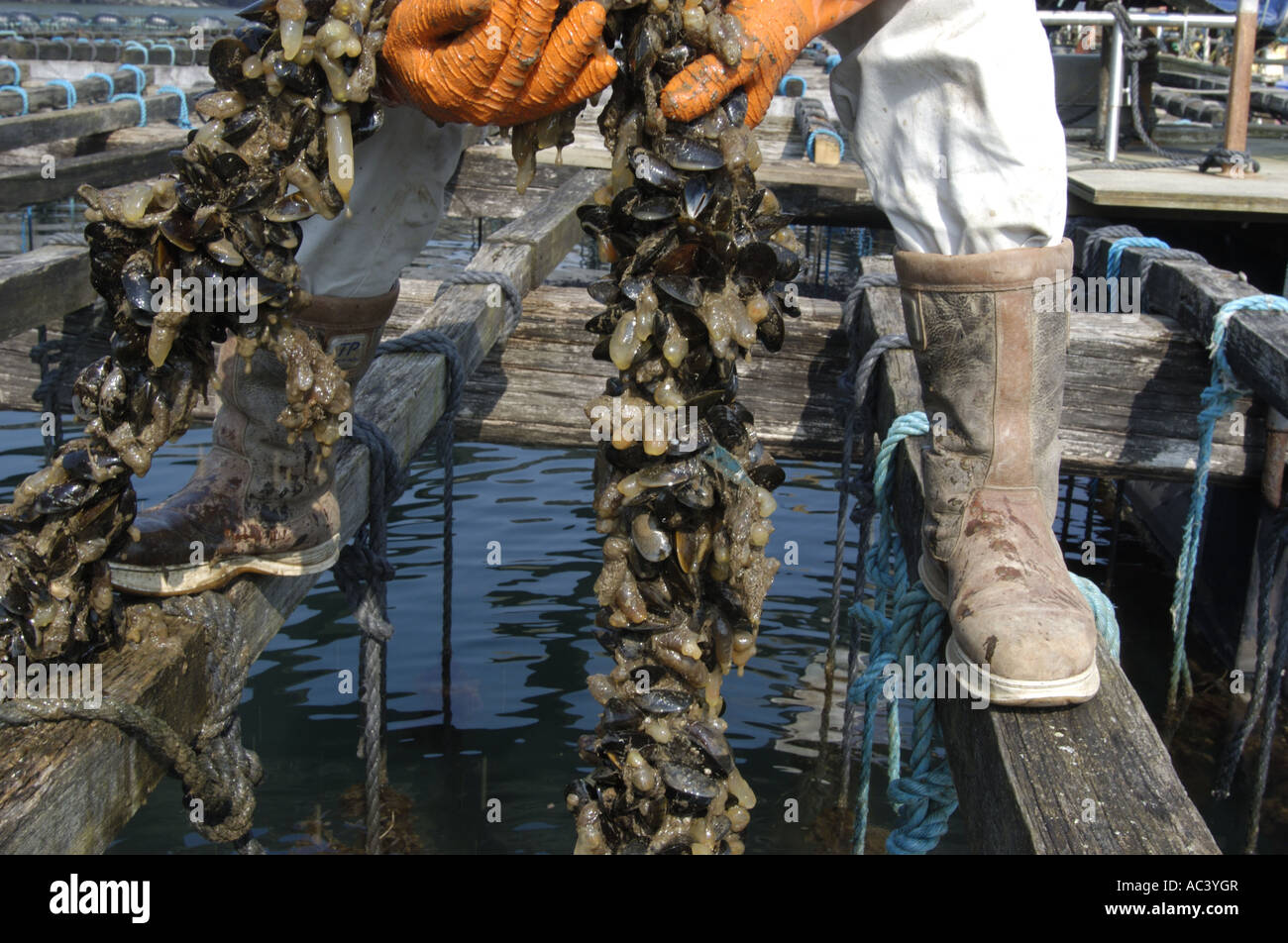 Jim Griffin holds a string of mussels growing on the biggest mussel ...
