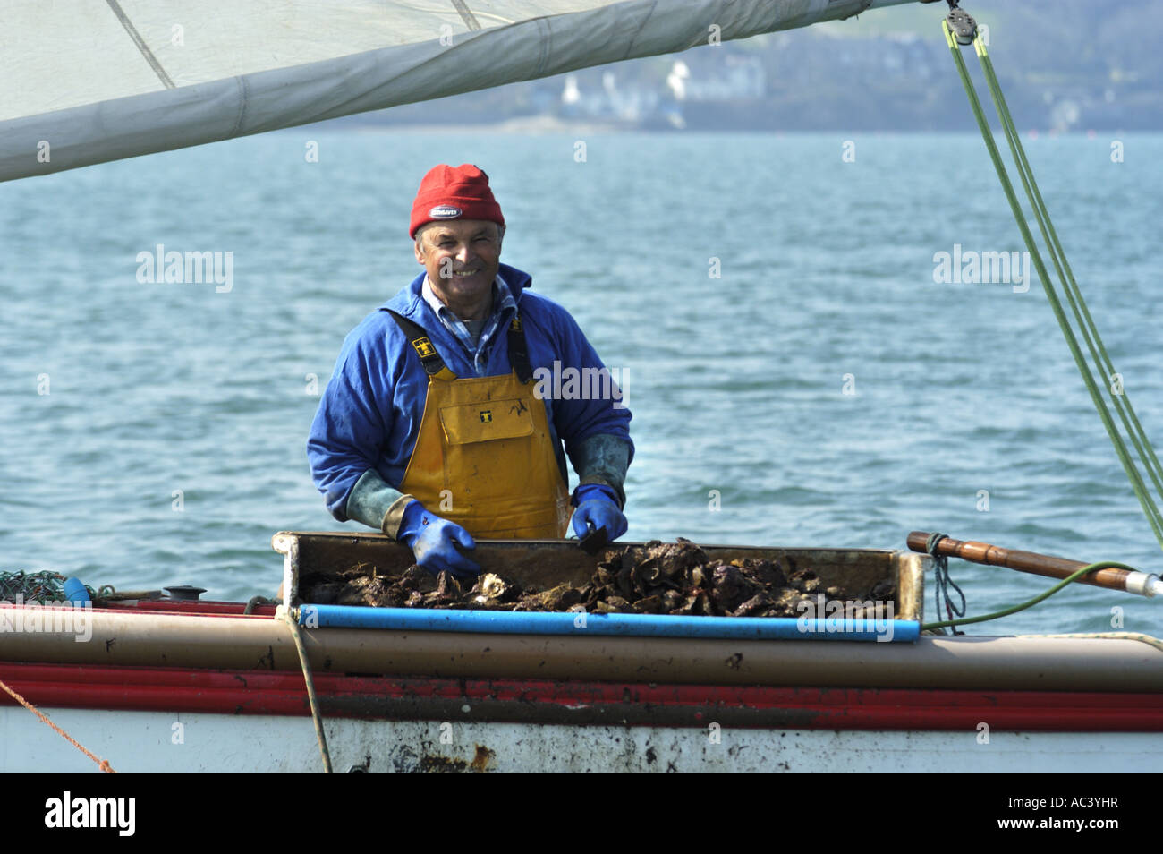 A traditional oyster dredger sailing boat at work in Carrick Roads in ...