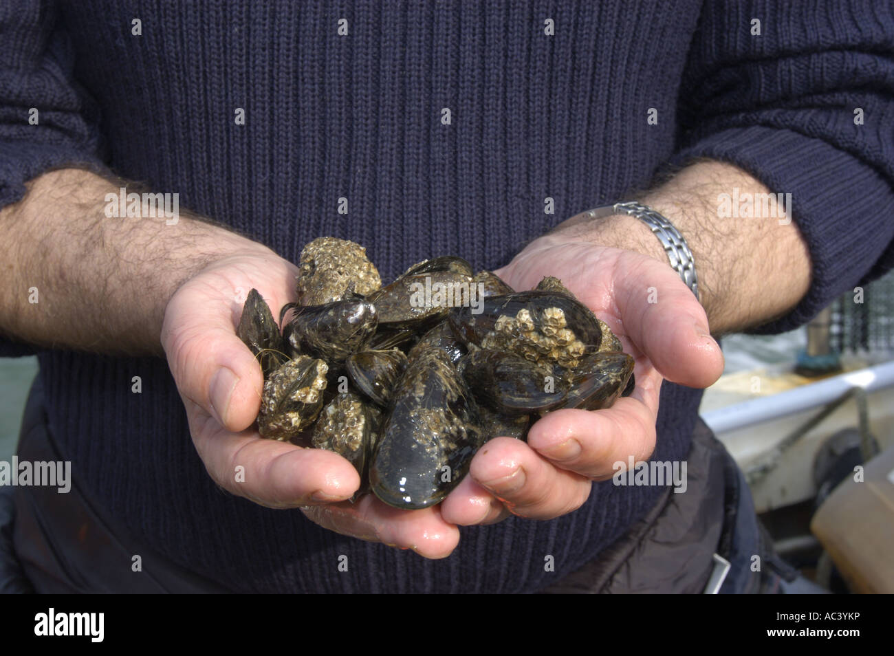Garry Cooper Port Health Officer at Falmouth Docks collects mussel ...